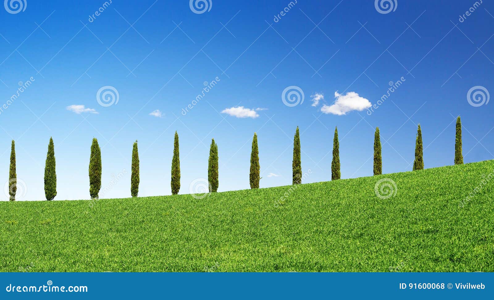 Cypress trees in a row stock photo. Image of geometric - 91600068