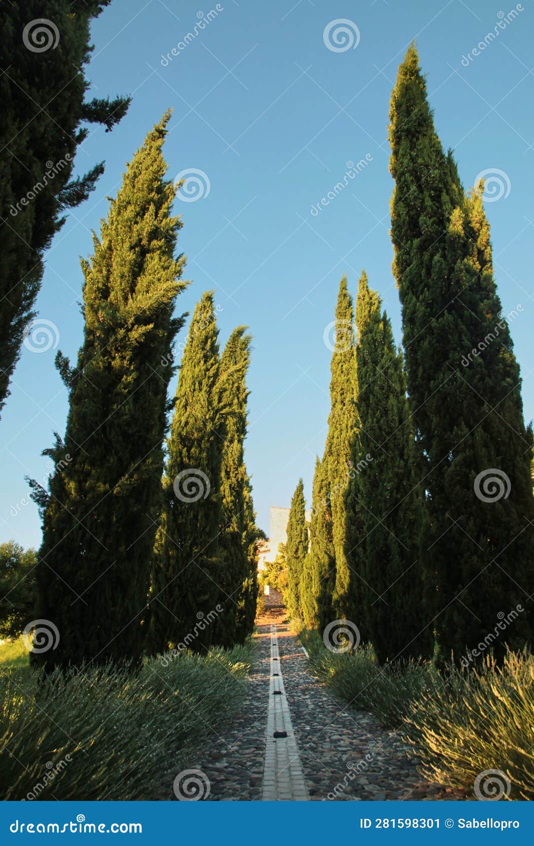 Cypress Trees Rows and Pedestrian Pathway Stock Image - Image of green ...
