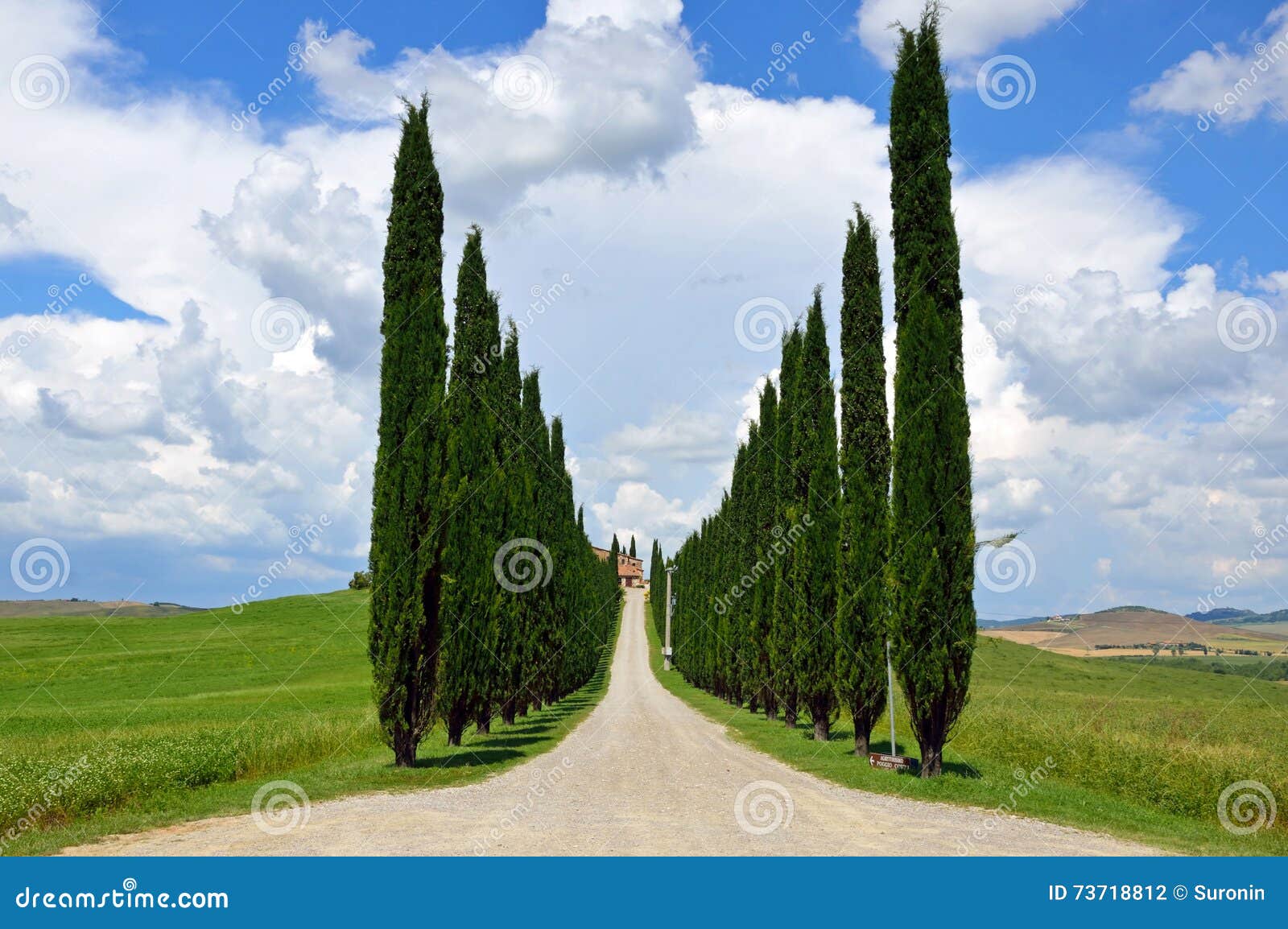 Cypress trees rows stock photo. Image of tuscany, heritage - 73718812