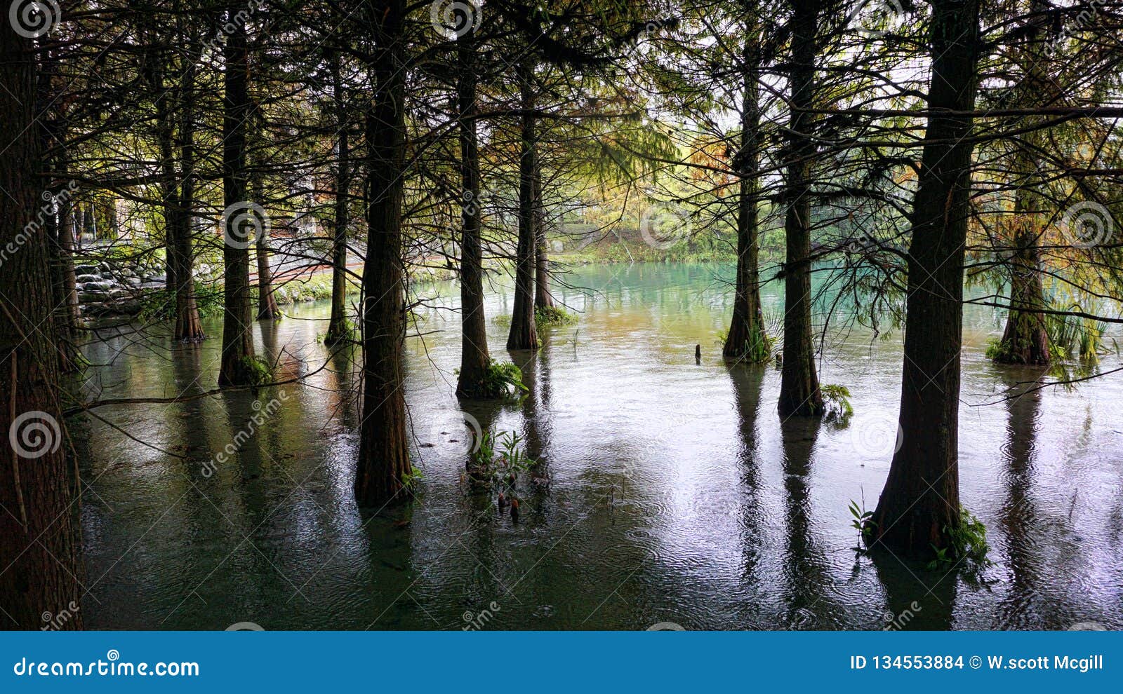 Cypress Trees in Water. stock photo. Image of bald, caddo - 134553884