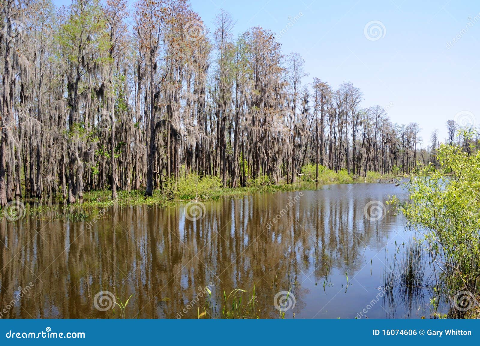 Cypress Trees Standing on Edge of Florida Pond Stock Photo - Image of ...