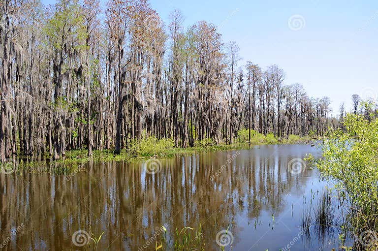 Cypress Trees Standing on Edge of Florida Pond Stock Photo - Image of ...