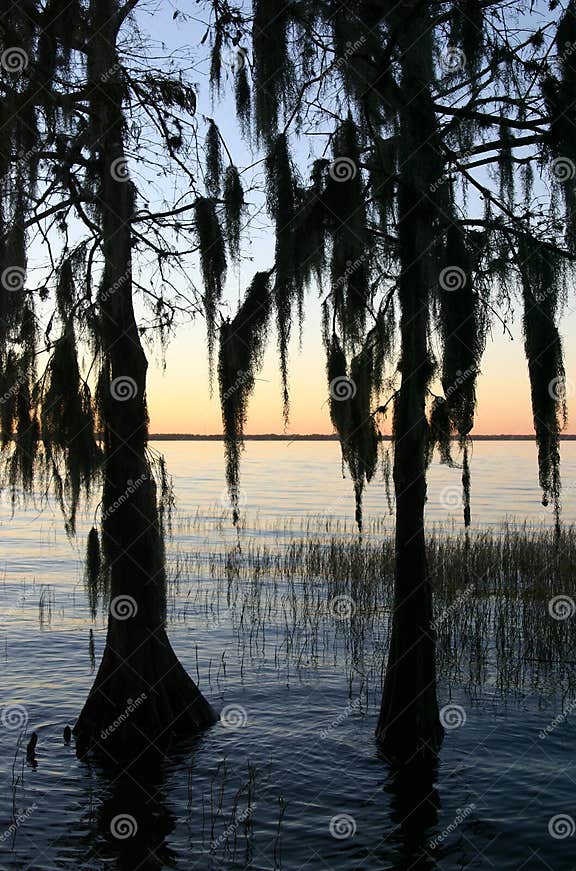 Cypress Trees at Sunset stock photo. Image of trees, scenery - 829276
