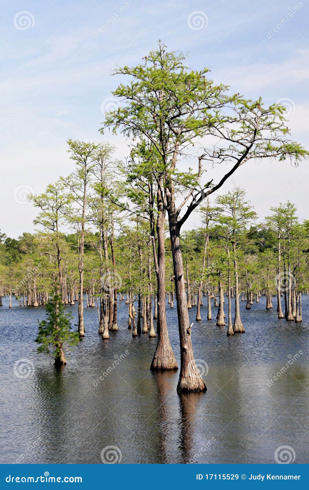 Cypress trees in swamp stock image. Image of bayou, nature - 17115529