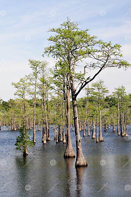 Cypress trees in swamp stock image. Image of bayou, nature - 17115529