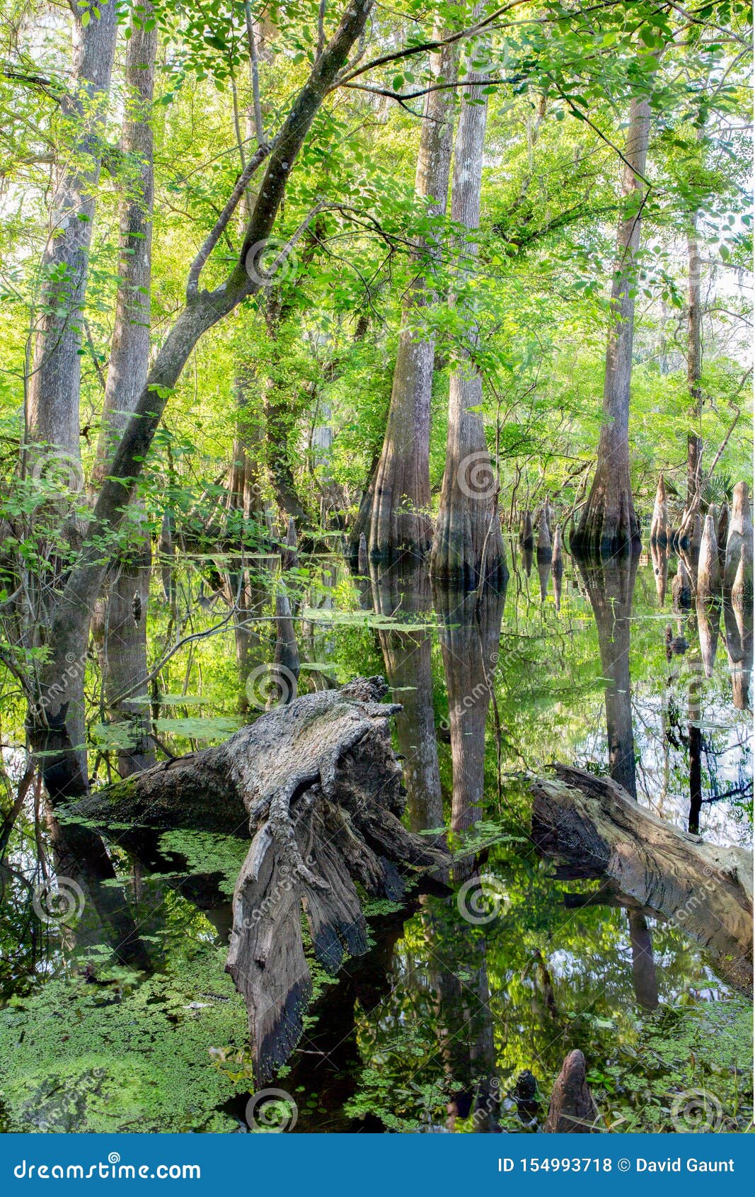 Cypress trees in swamp stock photo. Image of swampland - 154993718