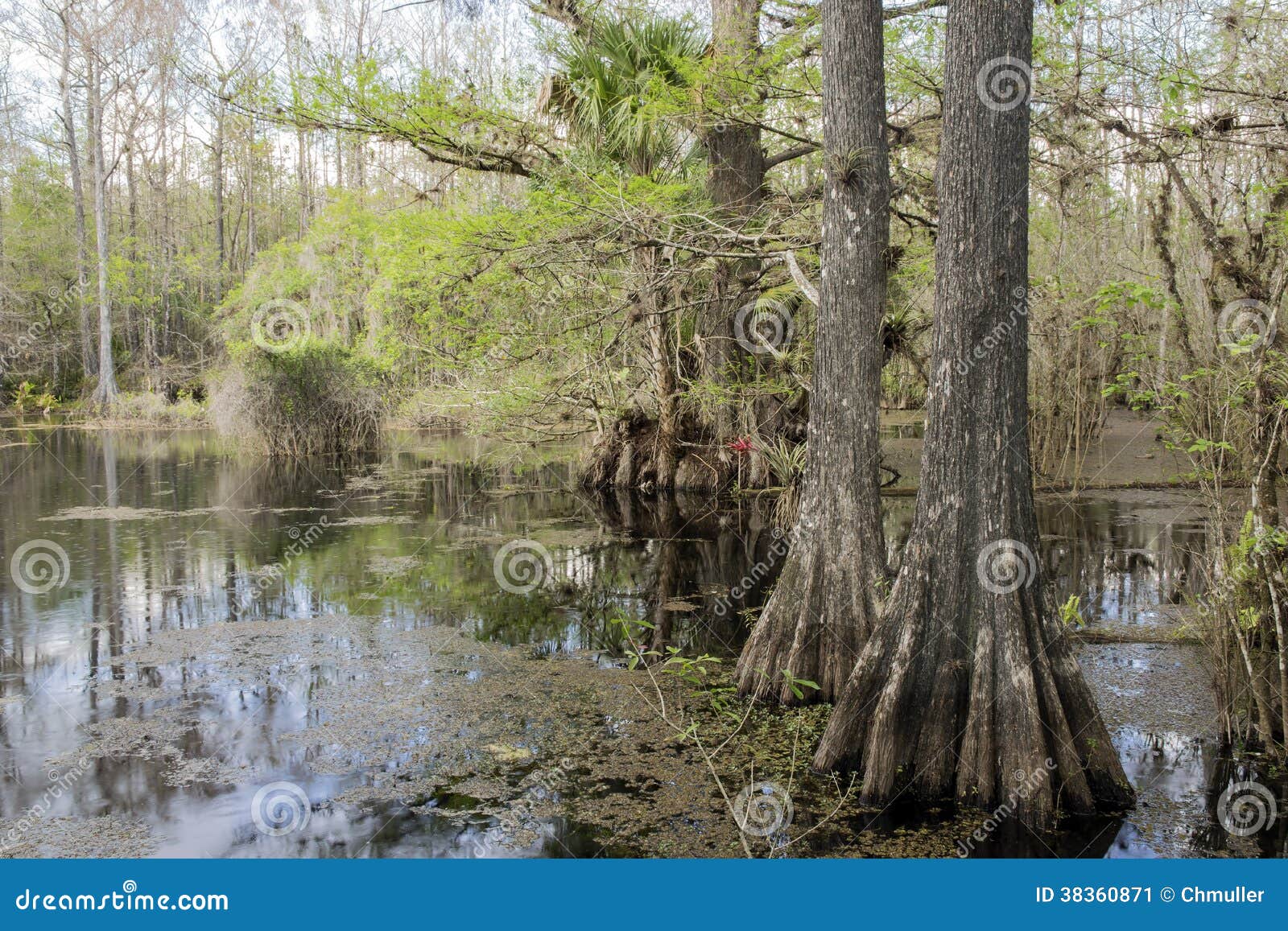 Cypress Trees on Swamp at Slough Preserve Stock Image - Image of water ...