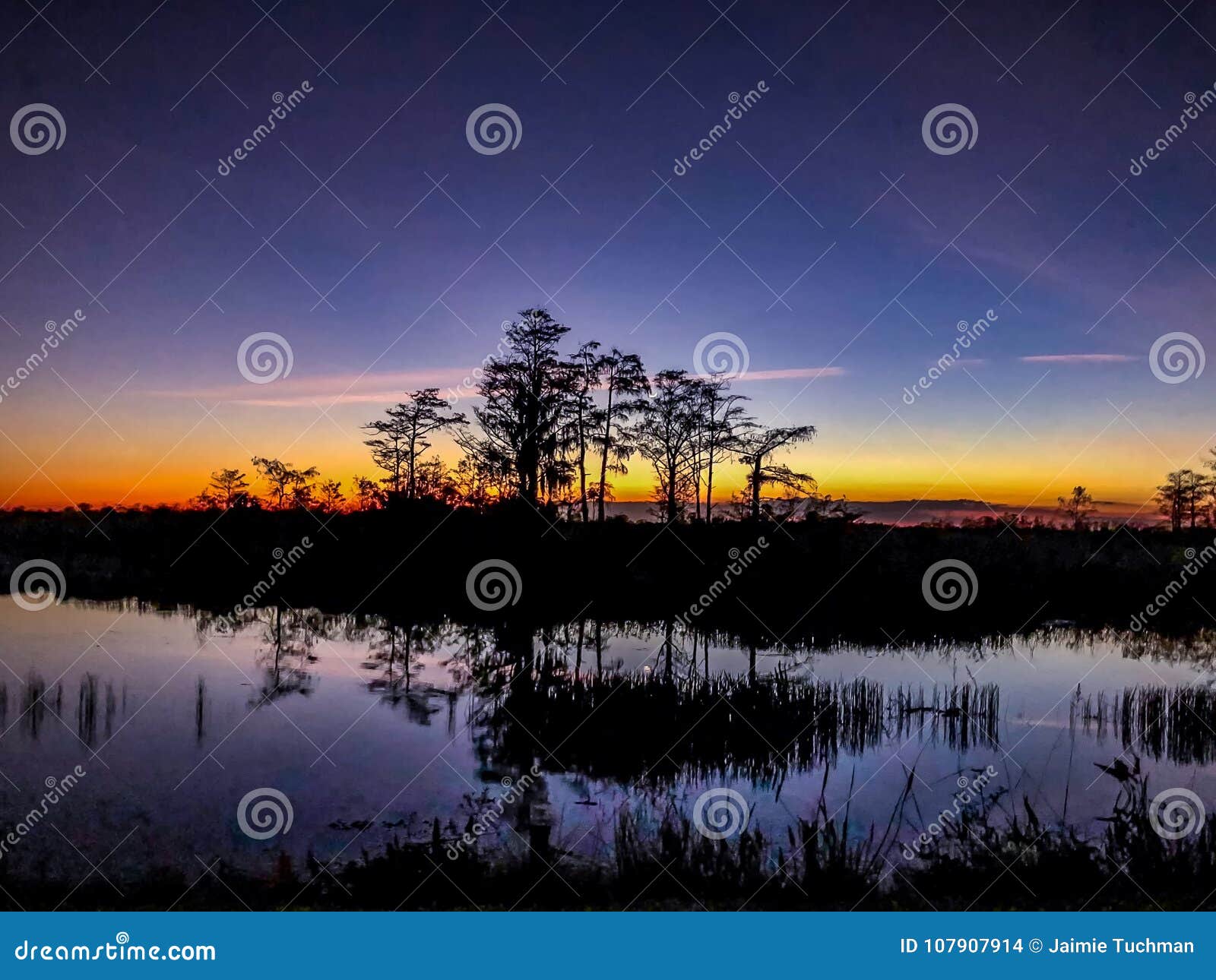 Cypress Trees in the Swamps at Sunset Stock Photo - Image of ...