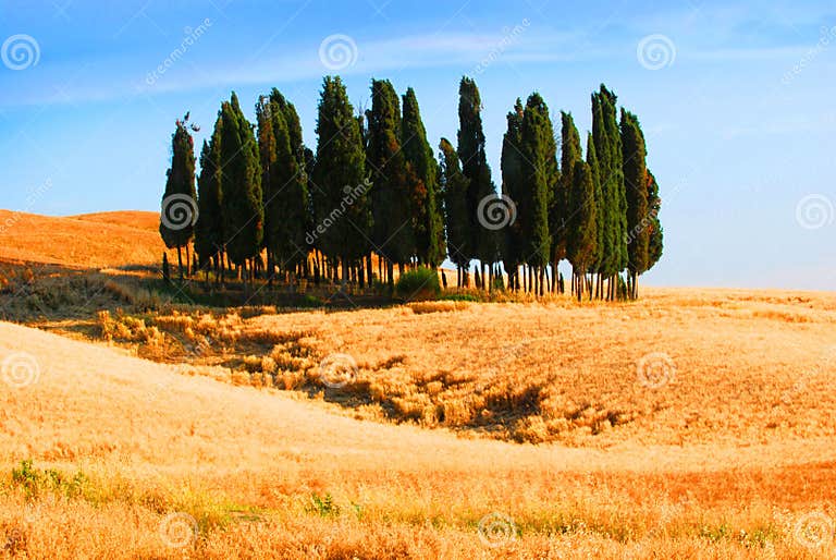 Cypress trees in Tuscany stock photo. Image of tuscany - 4220616