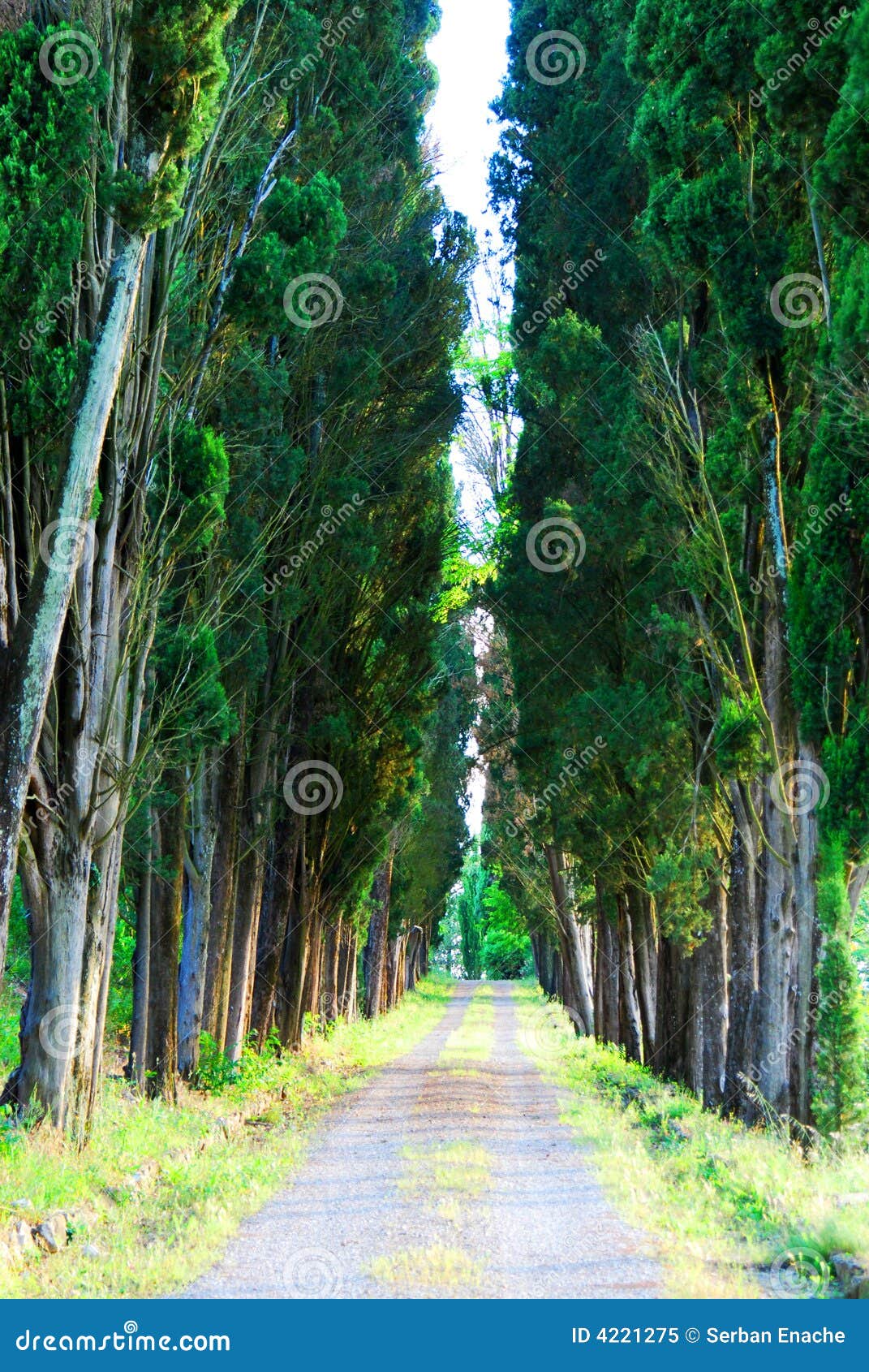 Cypress trees in Tuscany stock image. Image of road, countryside - 4221275