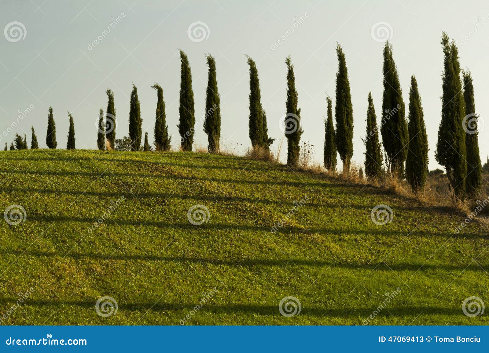 Cypress trees in Tuscany stock image. Image of corner - 47069413