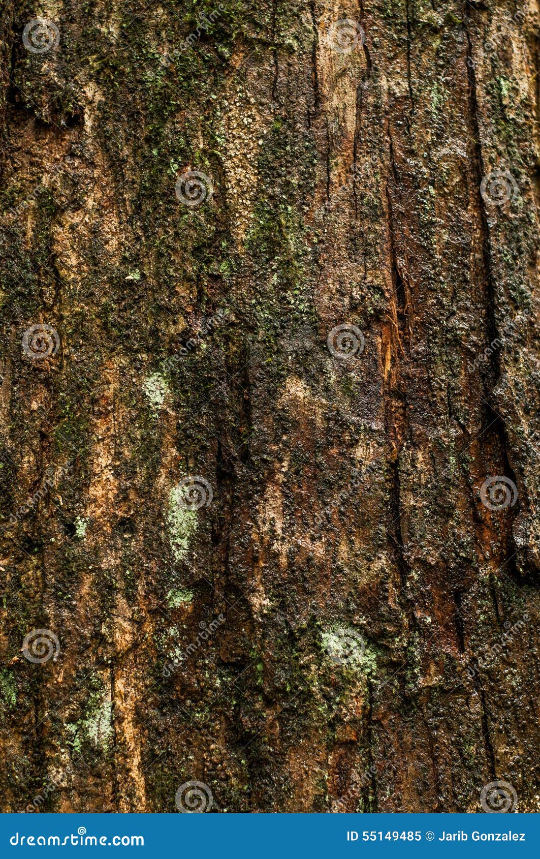 Cypress Trunk stock image. Image of inside, cypress, pine - 55149485