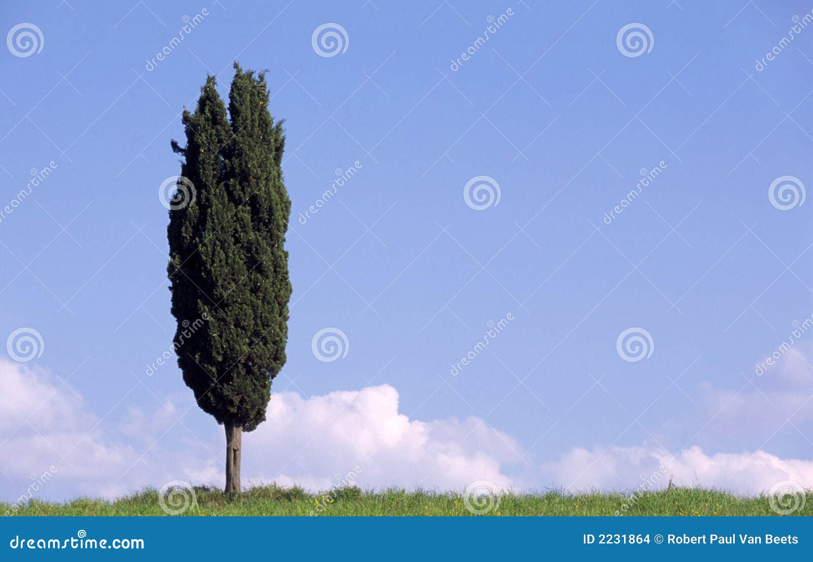 Cypress in Tuscany Italy stock photo. Image of green, cypress - 2231864