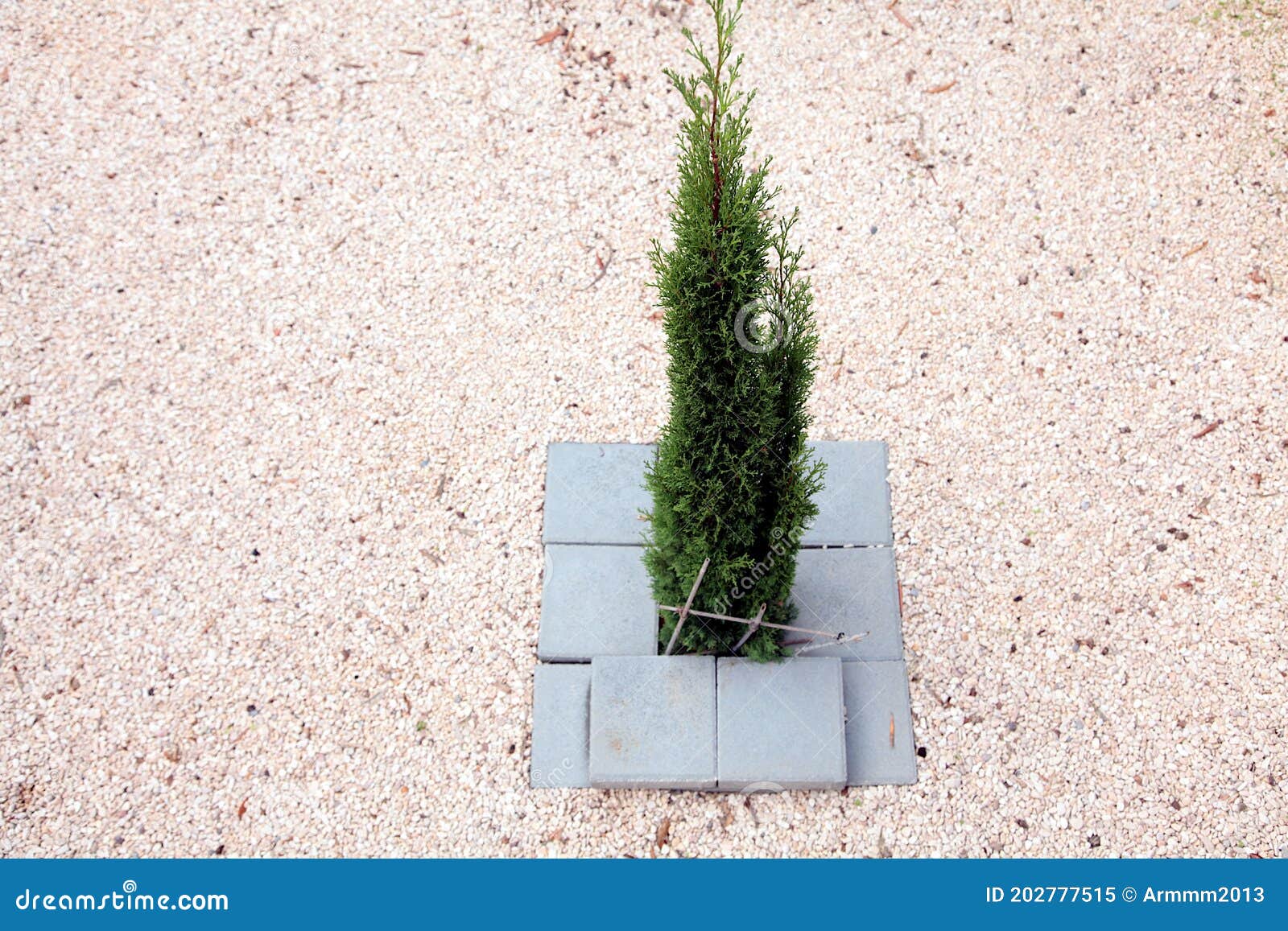 The of the Cypress, the Respective Tree. Stock Image - Image of natural ...