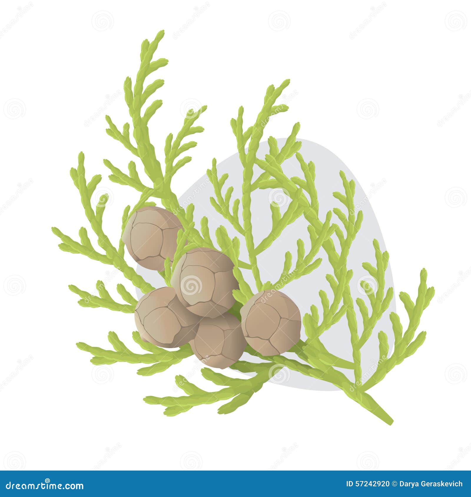 Cypress vector branch stock vector. Illustration of alternative - 57242920