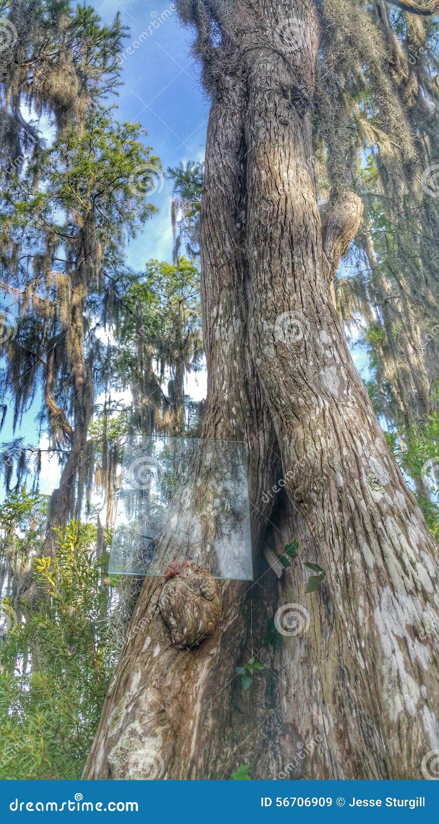 Cypress view stock image. Image of view, lake, cyresee - 56706909