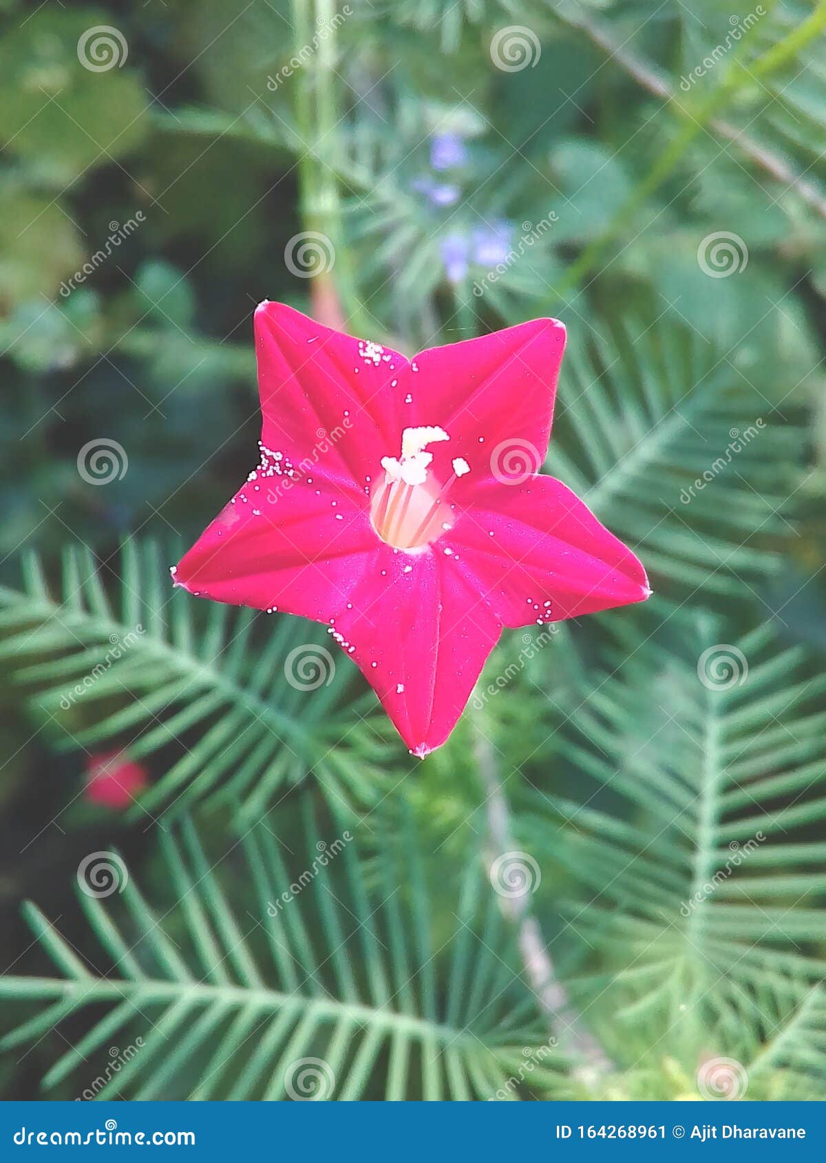 Cypress flower image stock image. Image of flowers, wildlife - 164268961