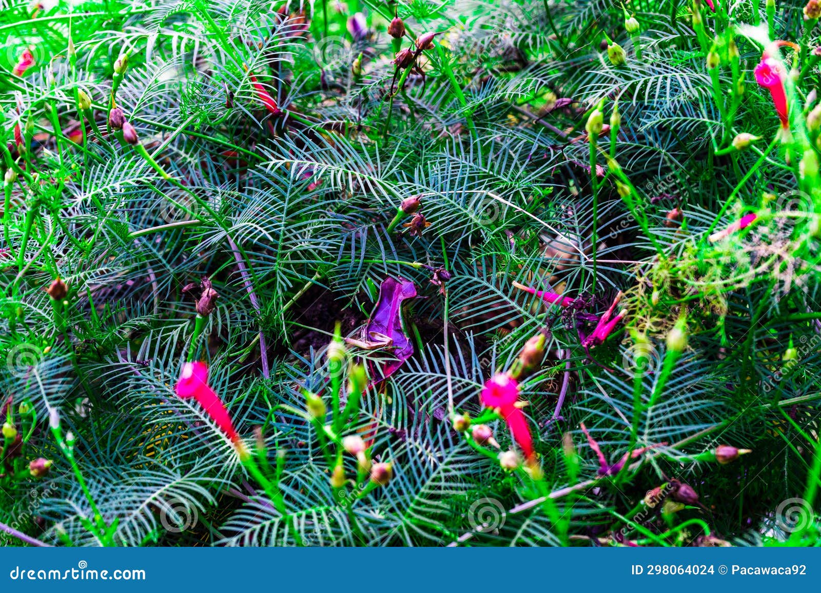Ipomoea Quamoclit. Cypress Vine. Tropical Plant In The Form Of A ...