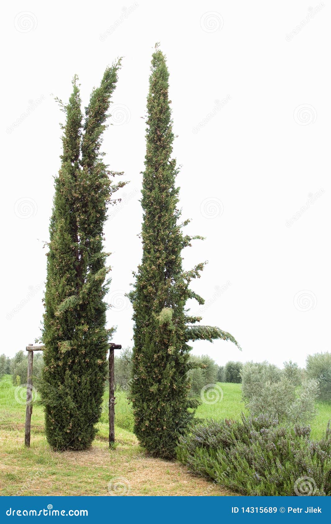Cypress on White Background Stock Image - Image of grass, rural: 14315689
