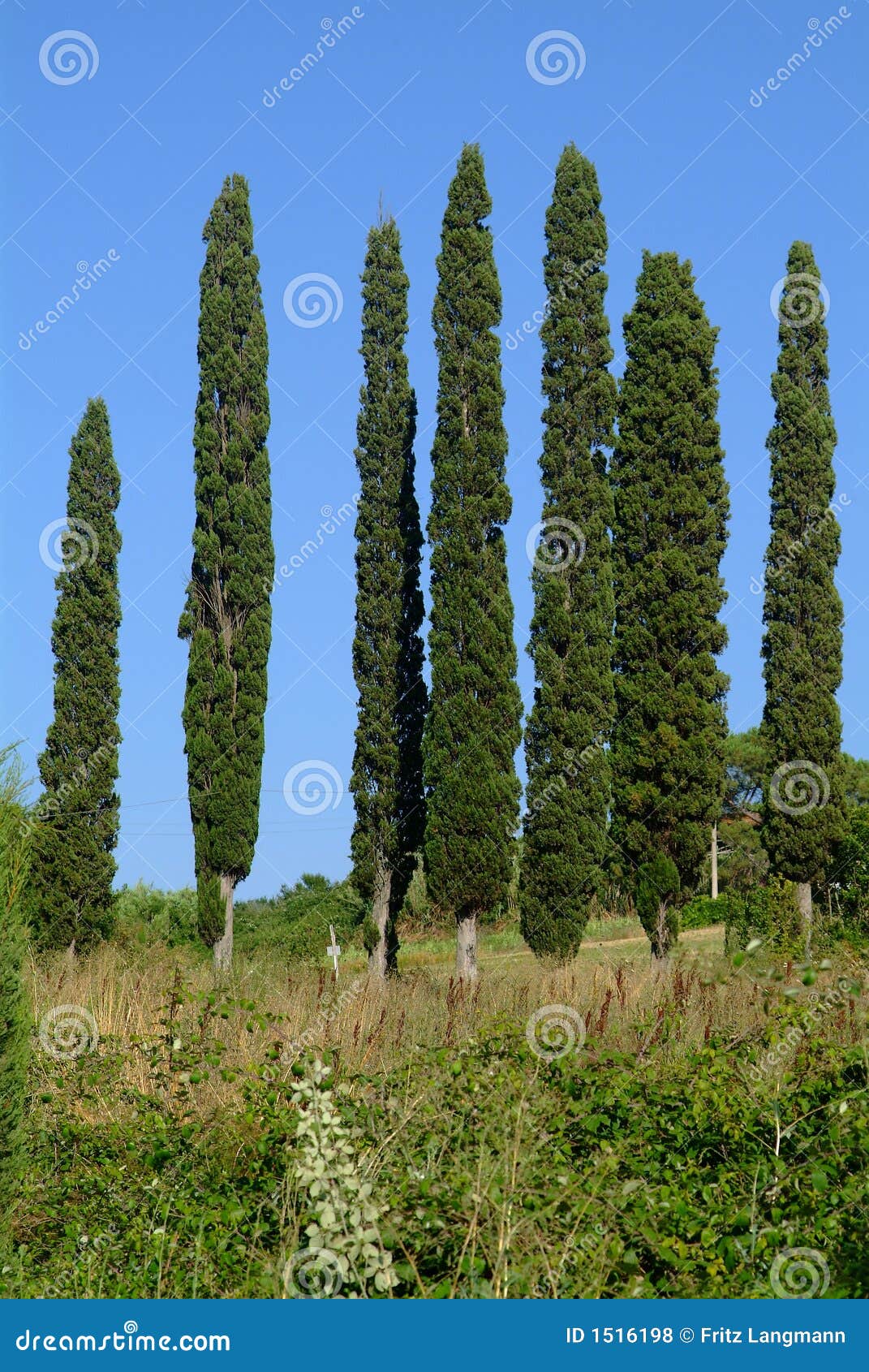 Cypresses stock photo. Image of botany, evergreen, farming - 1516198
