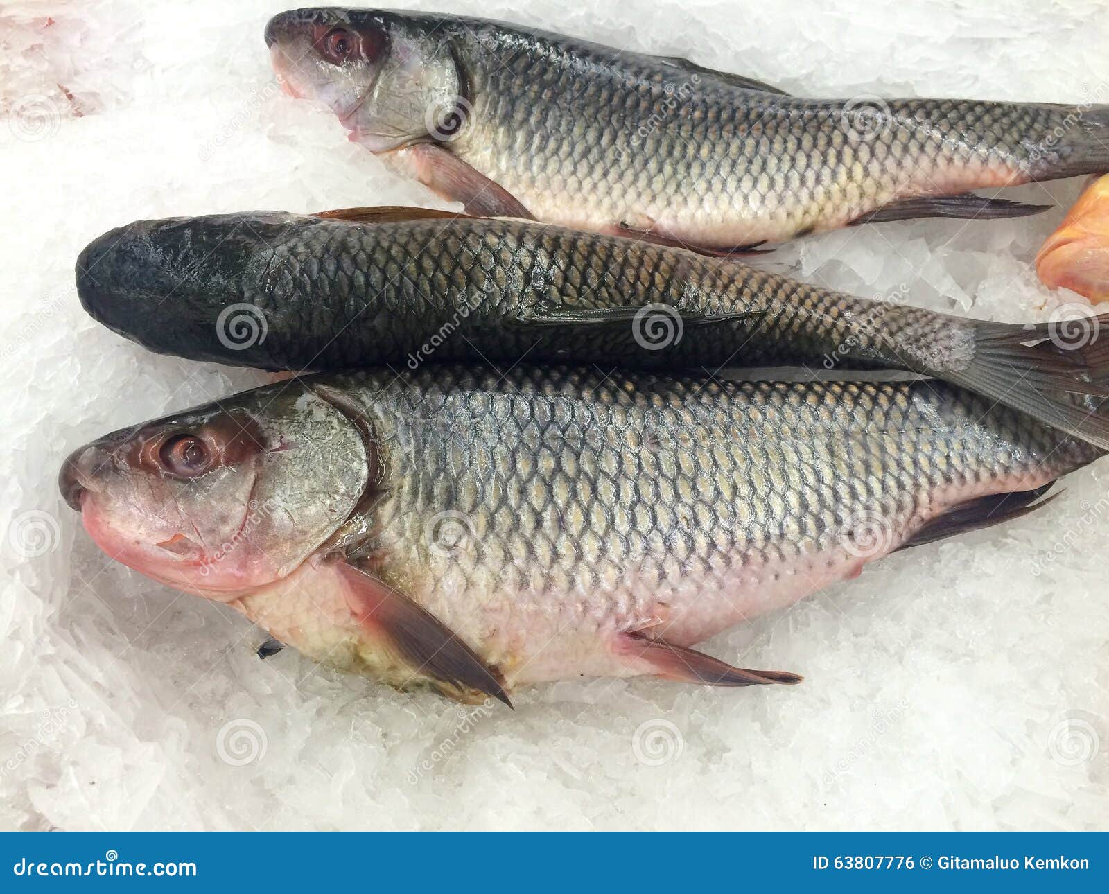 Cyprinidae foto de stock. Imagem de alimento, bacalhau - 63807776