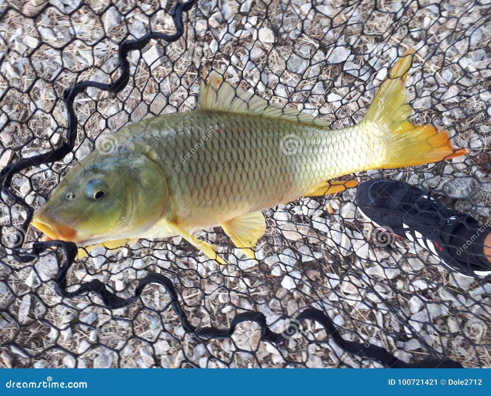 Cyprinus carpio fotografia editoriale. Immagine di fauna - 100721421