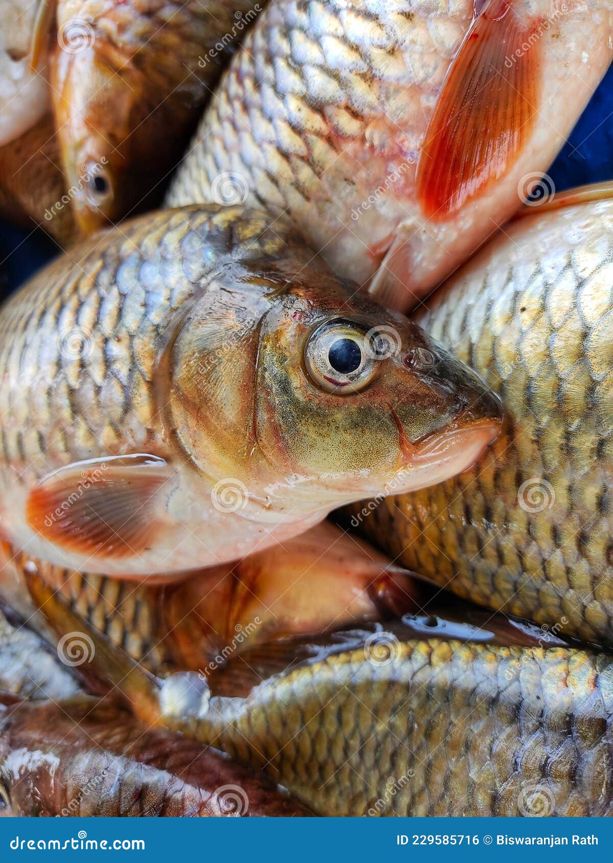 Cyprinus Carpio Common Carp Fish Eye Close Up from Different Angle View ...