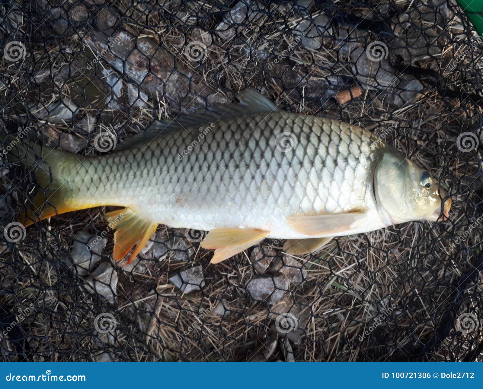 Cyprinus carpio stock photo. Image of fish, carpio, saran - 100721306