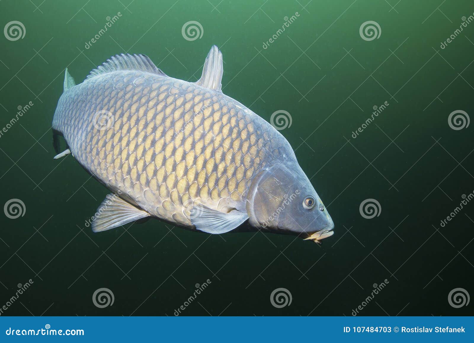 Cyprinus Carpio De Carpe De Poisson D'eau Douce Sous-marin Image stock ...