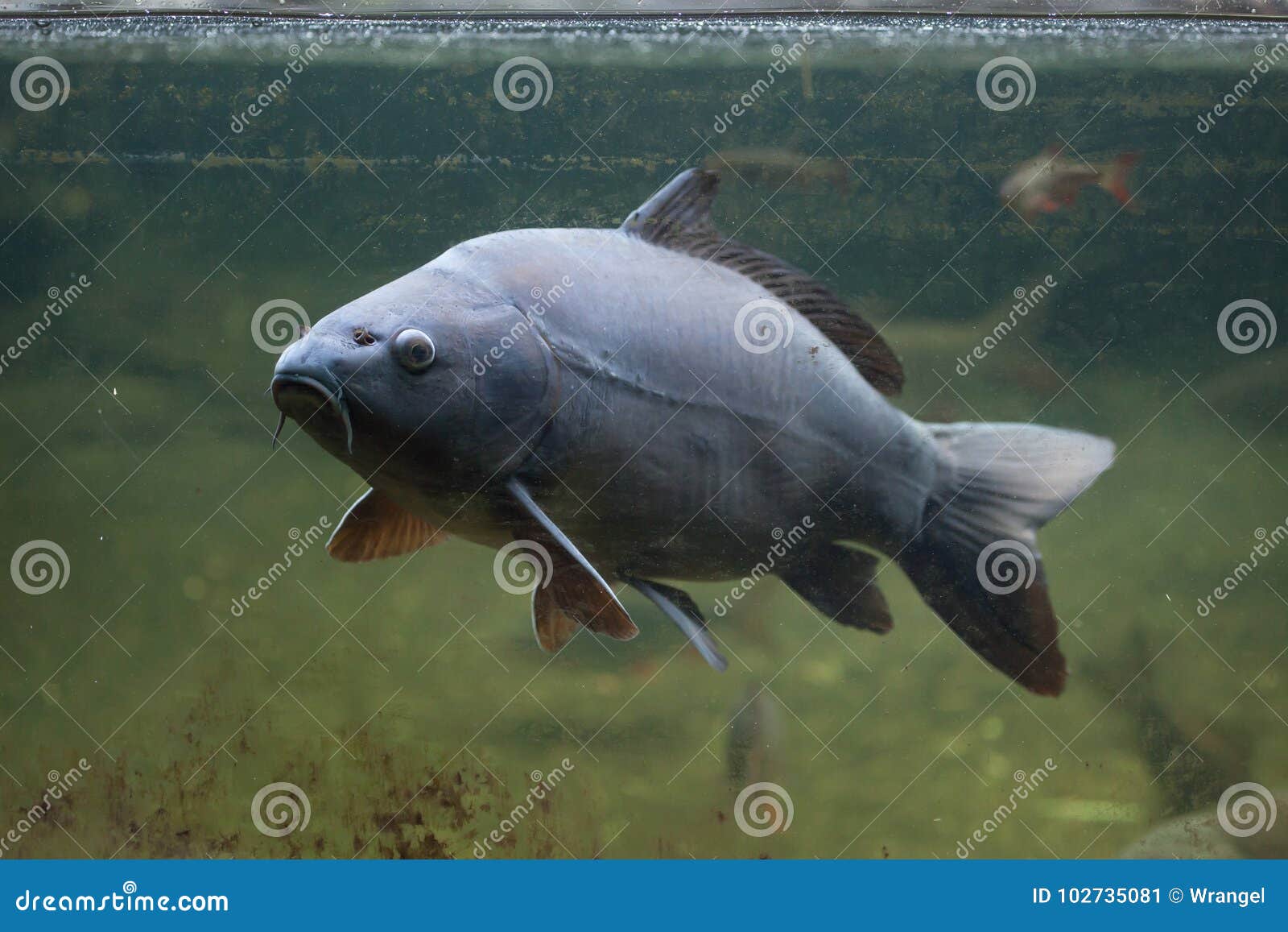 Cyprinus Carpio Carpio De La Carpa De Espejo Imagen de archivo - Imagen ...