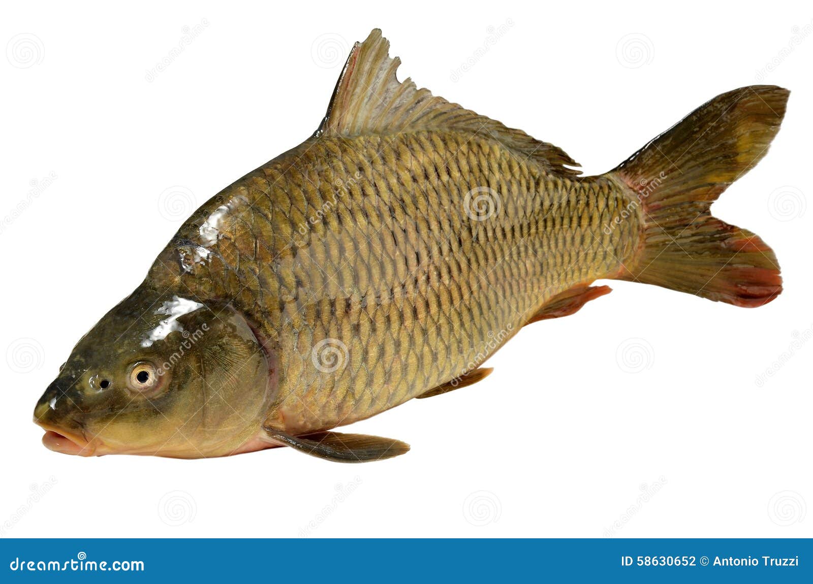 Cyprinus carpio Fish Carp stock photo. Image of animal - 58630652