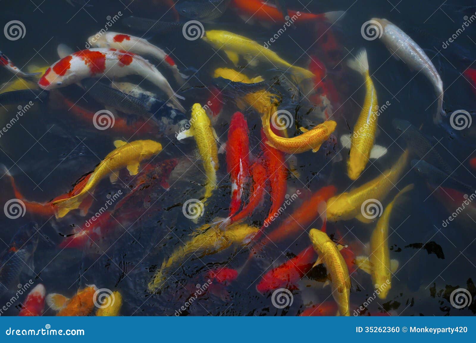 Koi Fishï¼ŒCyprinus Carpio,GOLD FISH Stock Photo - Image of cyprinidae ...