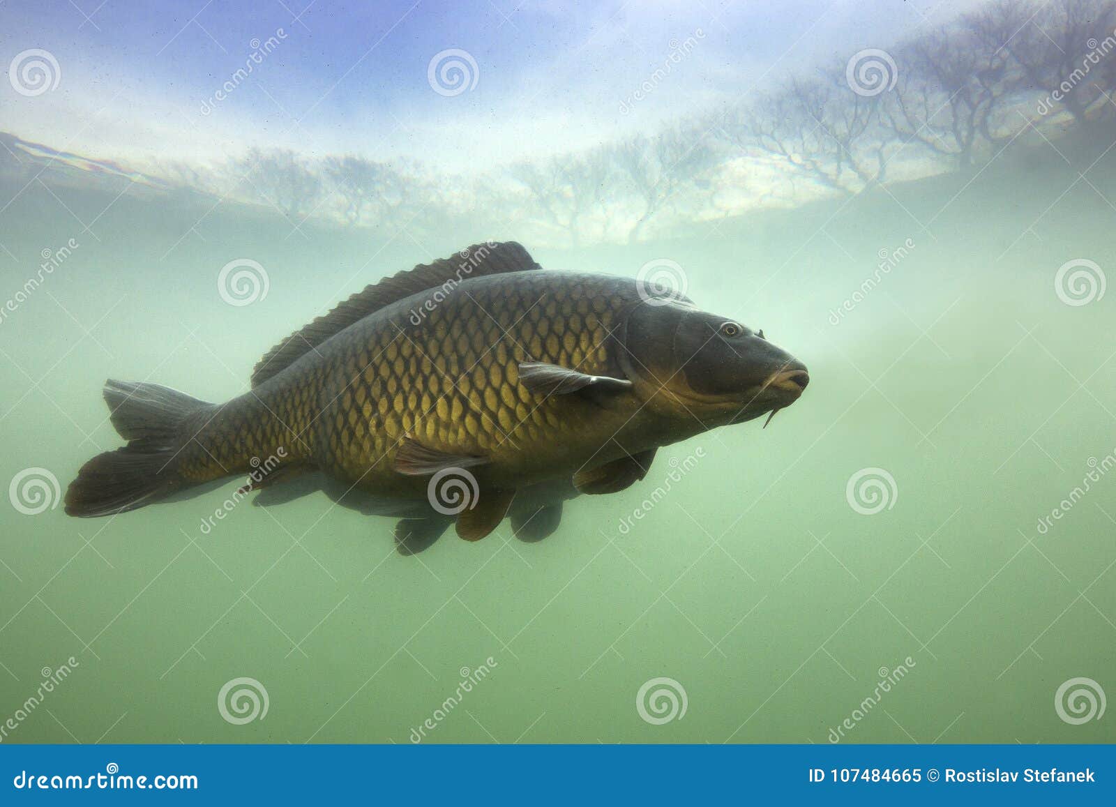 Cyprinus Comune Carpio Della Carpa Subacqueo Immagine Stock - Immagine ...
