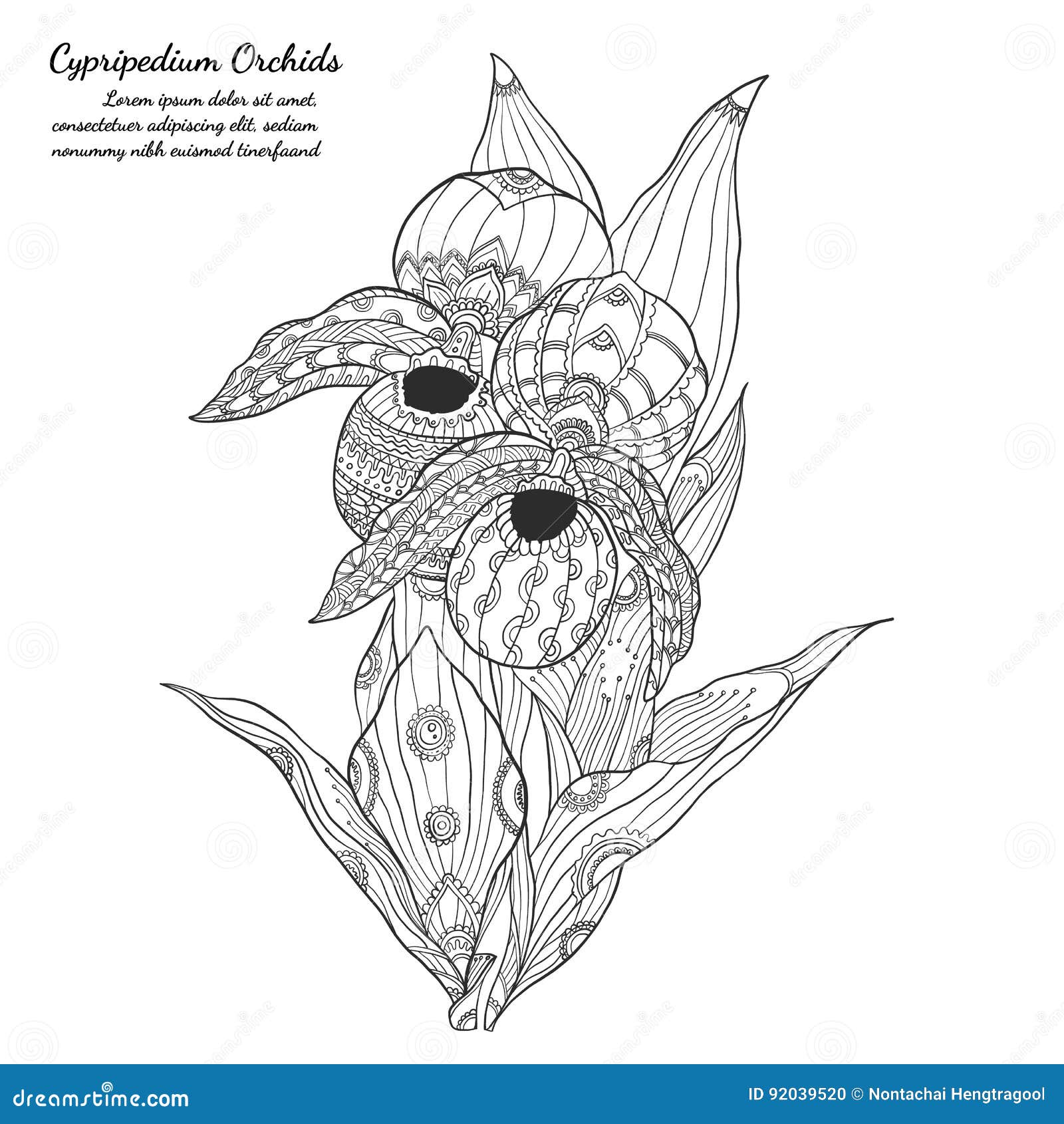 Cypripedium Orchids Set By Hand Drawing. Vector Illustration ...