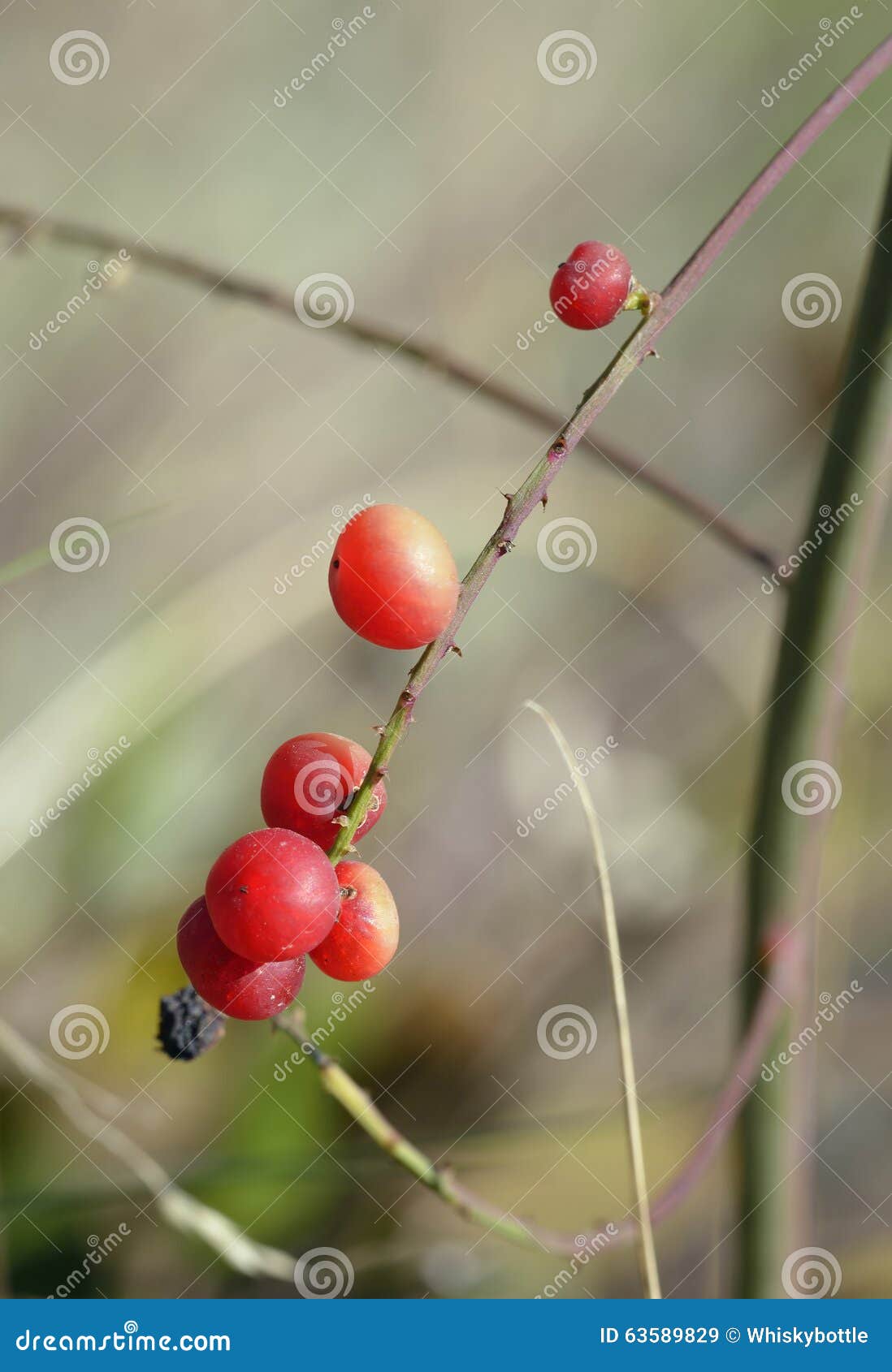 Cyprus Bosea Berries stock image. Image of cyprus, plant - 63589829