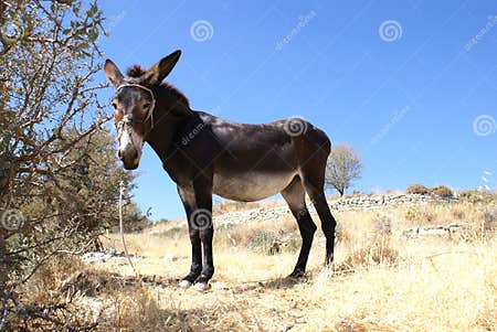 Cyprus Donkey stock image. Image of chordata, donkey, cute - 7653739