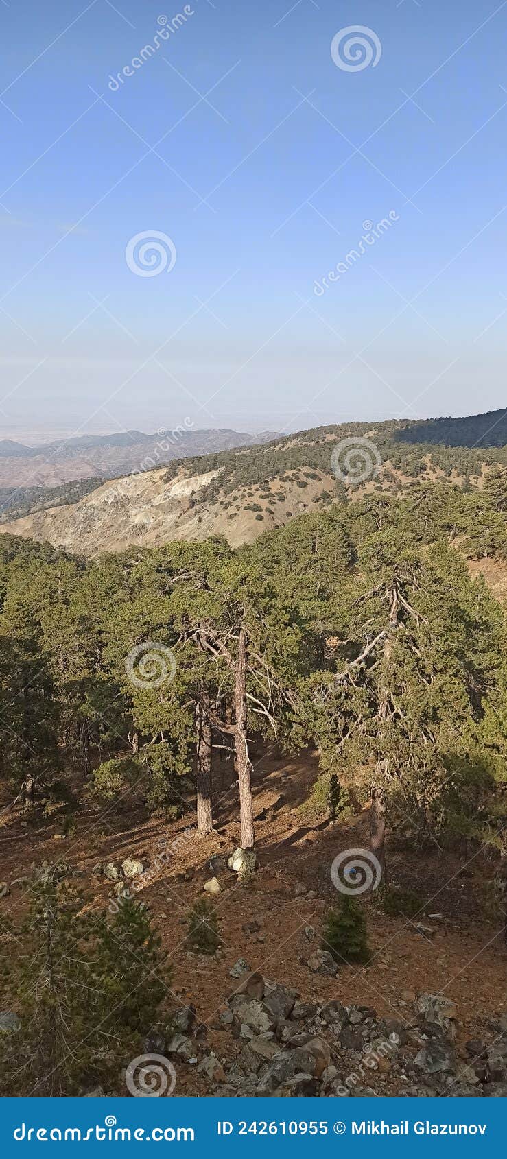 Cyprus stock image. Image of view, nice, forest, mountain - 242610955