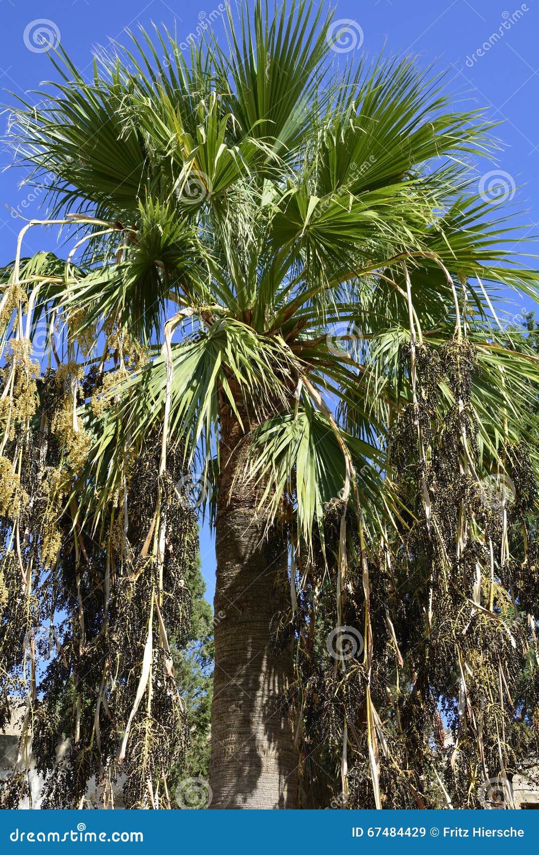 Cyprus, Palm stock image. Image of outside, nature, cyprus - 67484429