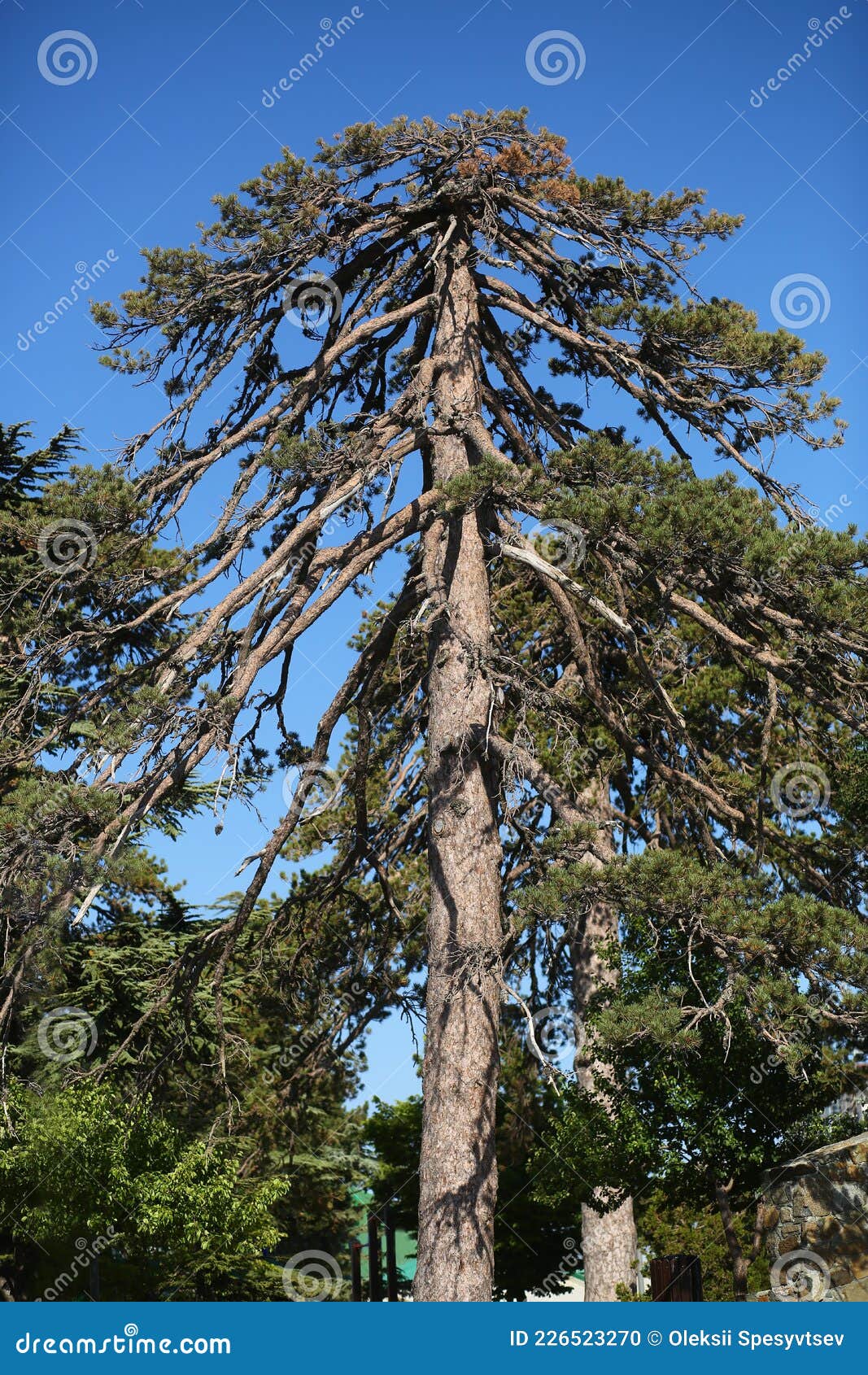 Cyprus Pine Tree on Bright Summer Day Stock Photo - Image of nature ...
