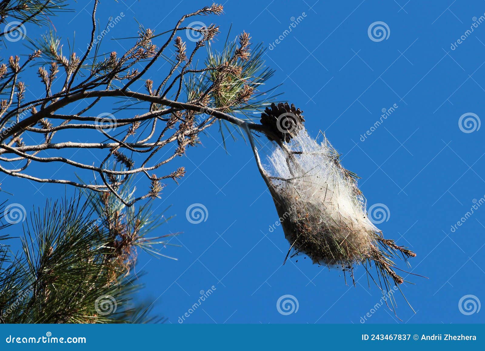 Cyprus Processionary Moth Cocoon on a Pine, a Destructive Specie for ...