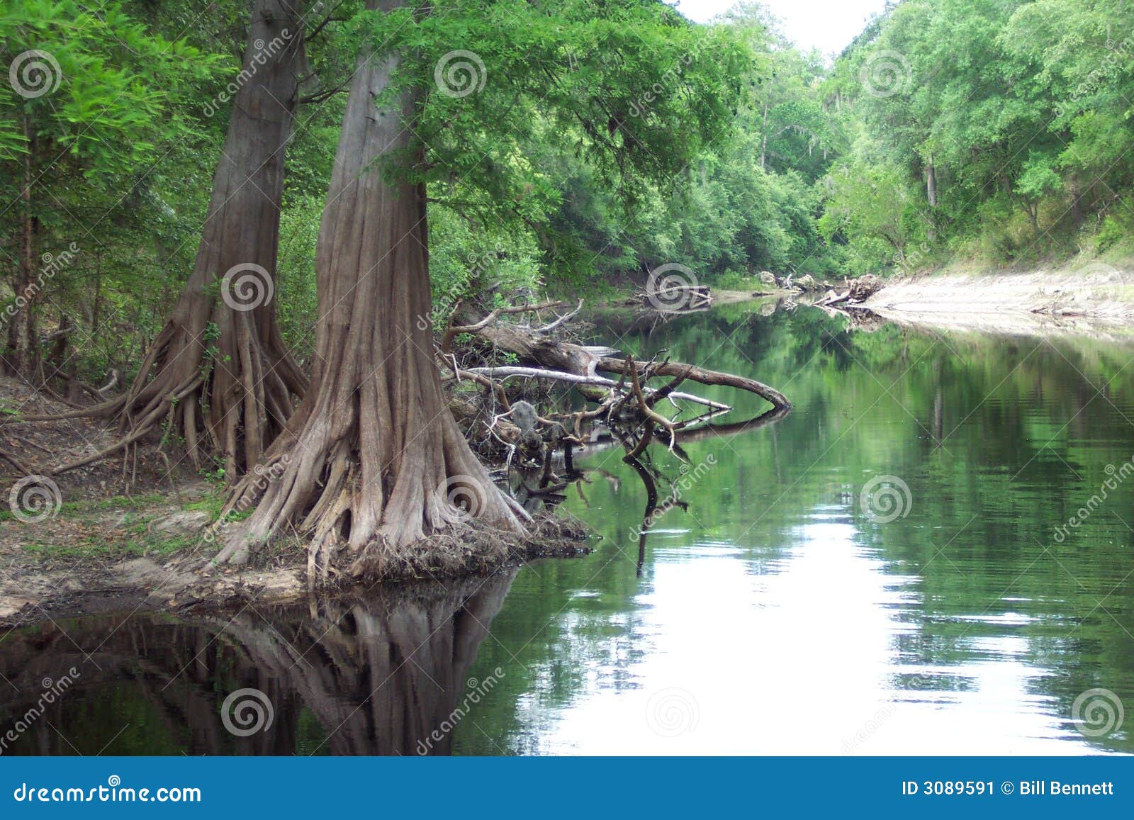 Cyprus Roots in Suwannee River Stock Image - Image of parks, family ...