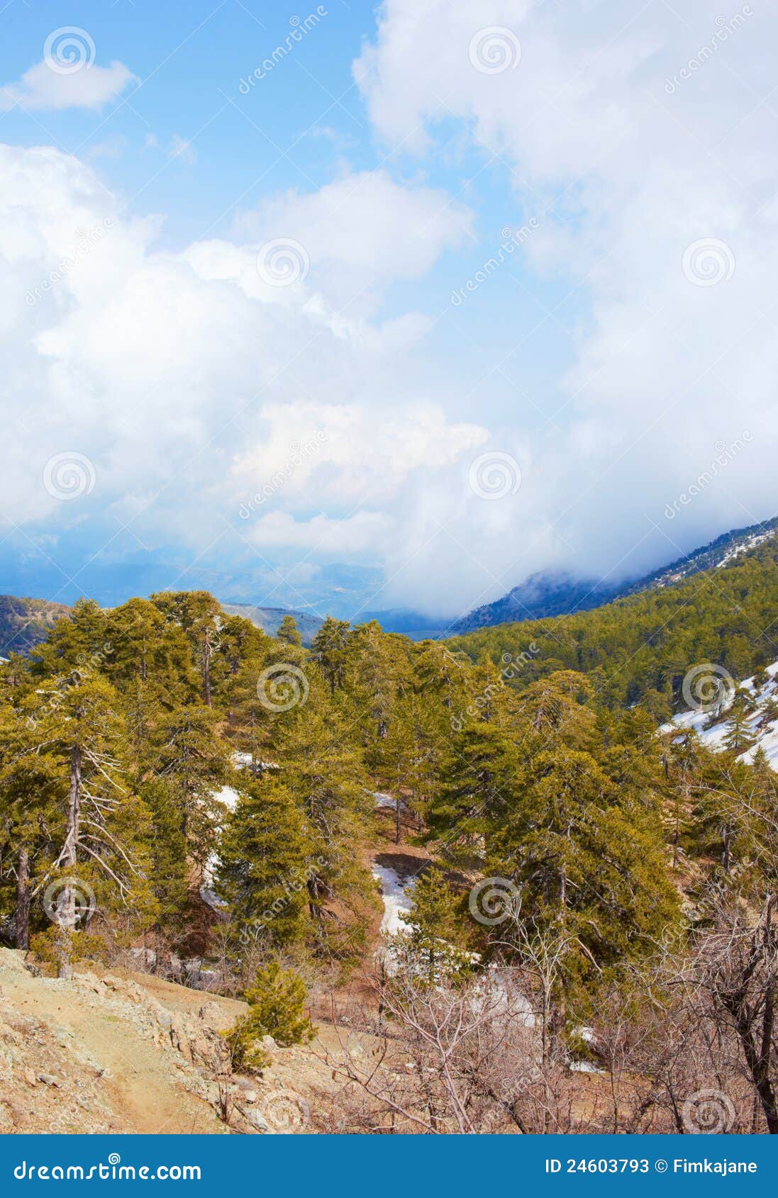 Cyprus in the spring stock image. Image of spring, pine - 24603793