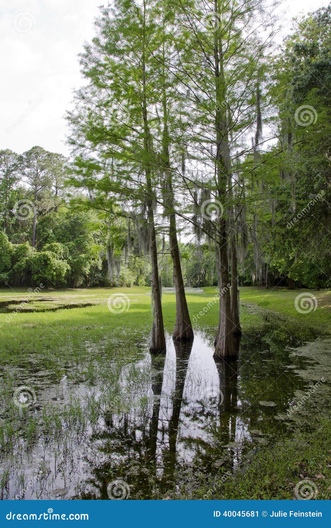 Cyprus Swamp stock image. Image of humid, tree, trees - 40045681