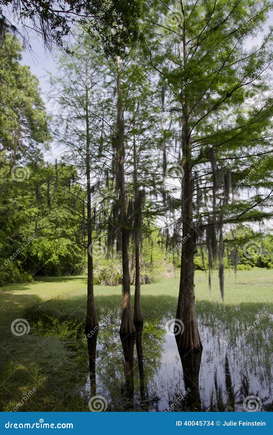 Cyprus Swamp stock photo. Image of dark, tree, states - 40045734
