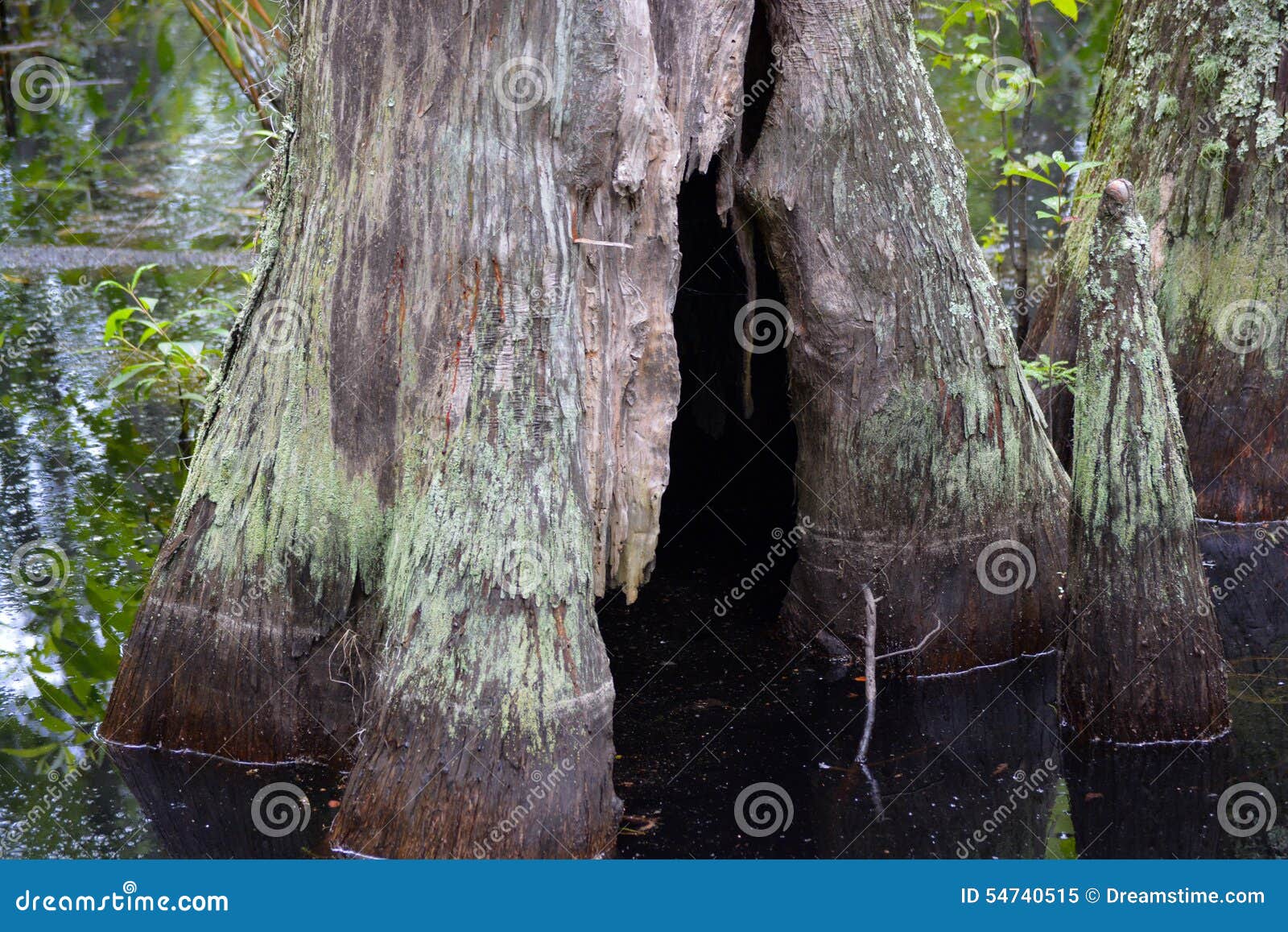 Cyprus tree bace stock image. Image of cyprus, plants - 54740515