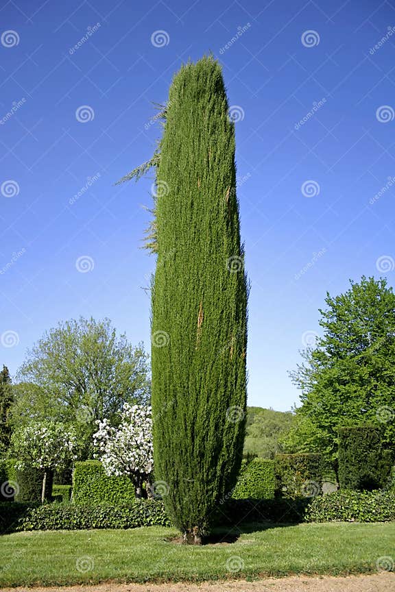 Cyprus tree in the gardens stock image. Image of creative - 2581375