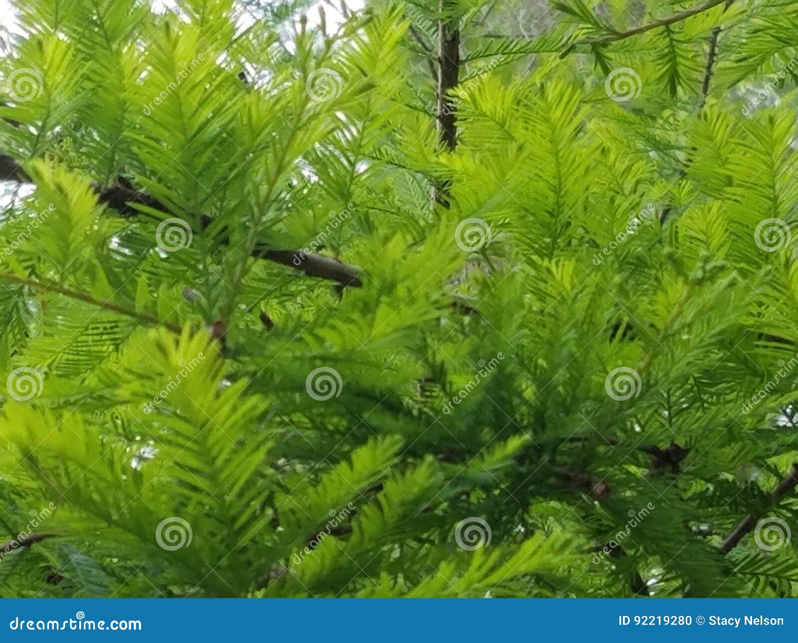 Cyprus tree stock photo. Image of cyprus, closeup, tree - 92219280