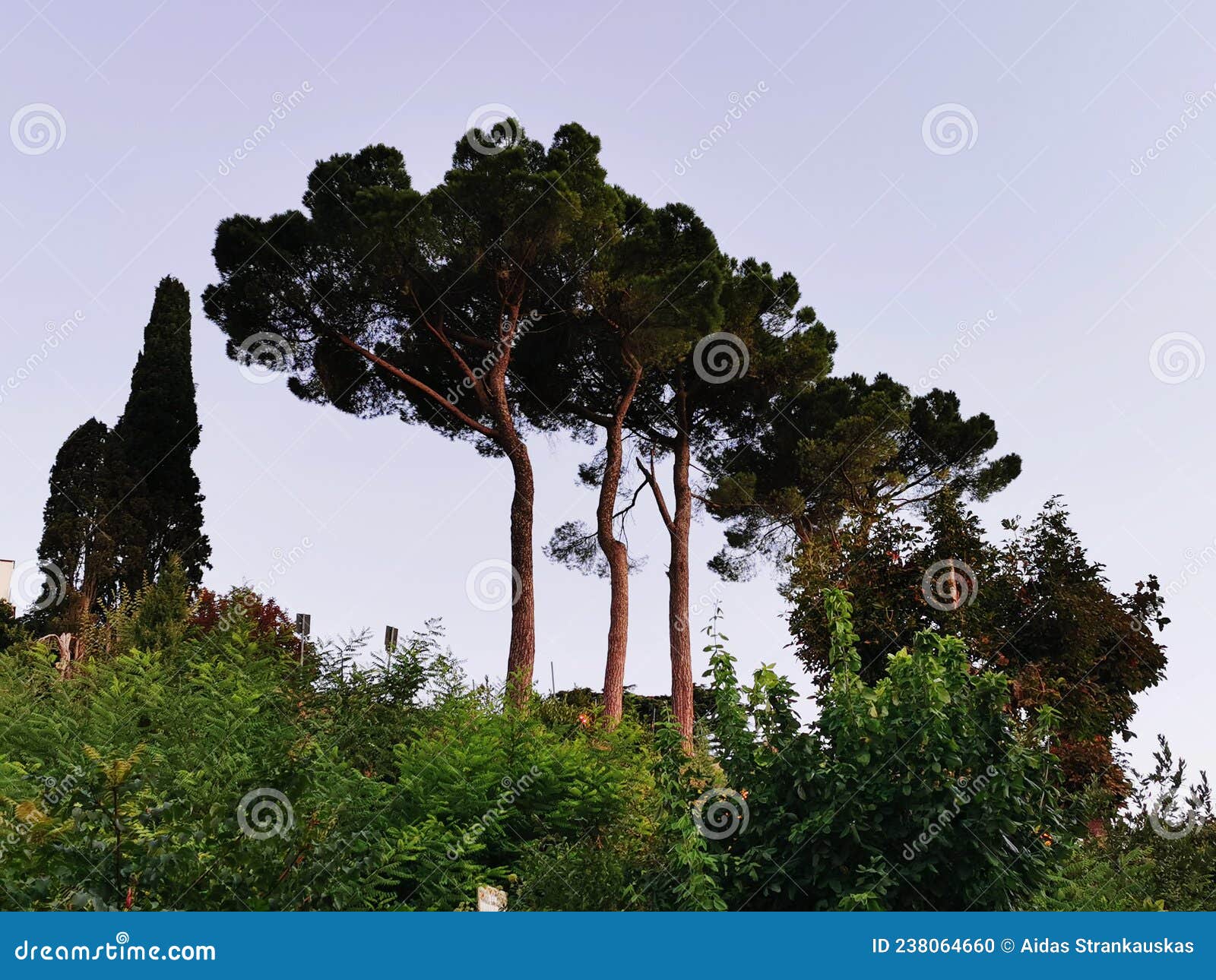 Cyprus Trees in the Evening Stock Photo - Image of cyprus, tree: 238064660