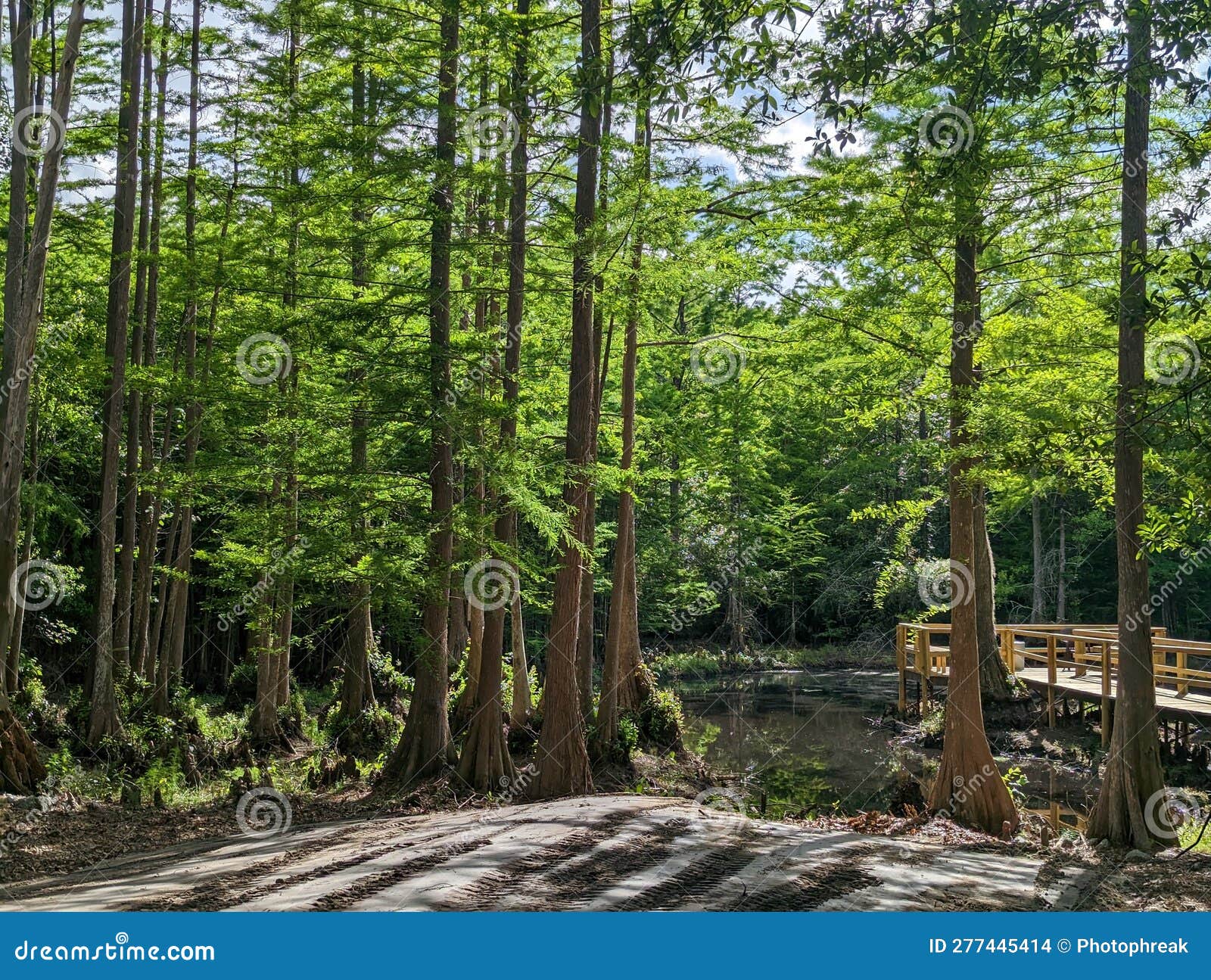 Cyprus Trees in the Sunlight in the Swamp Stock Photo - Image of ...