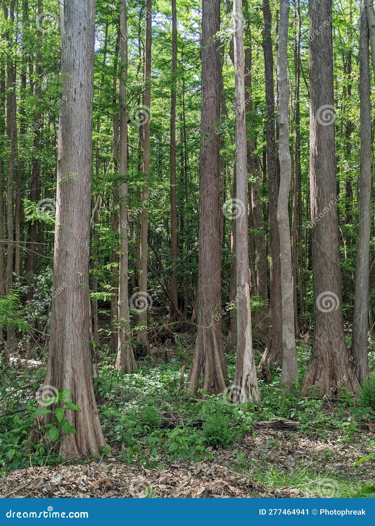 Cyprus Trees in the Sunlight in the Swamp Stock Image - Image of cyprus ...